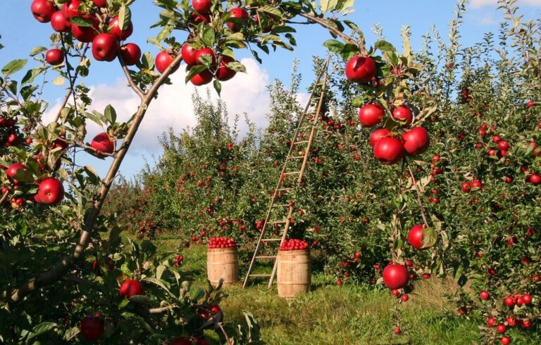 Annurca Apple Tree (Malus domestica) - Fruit Trees