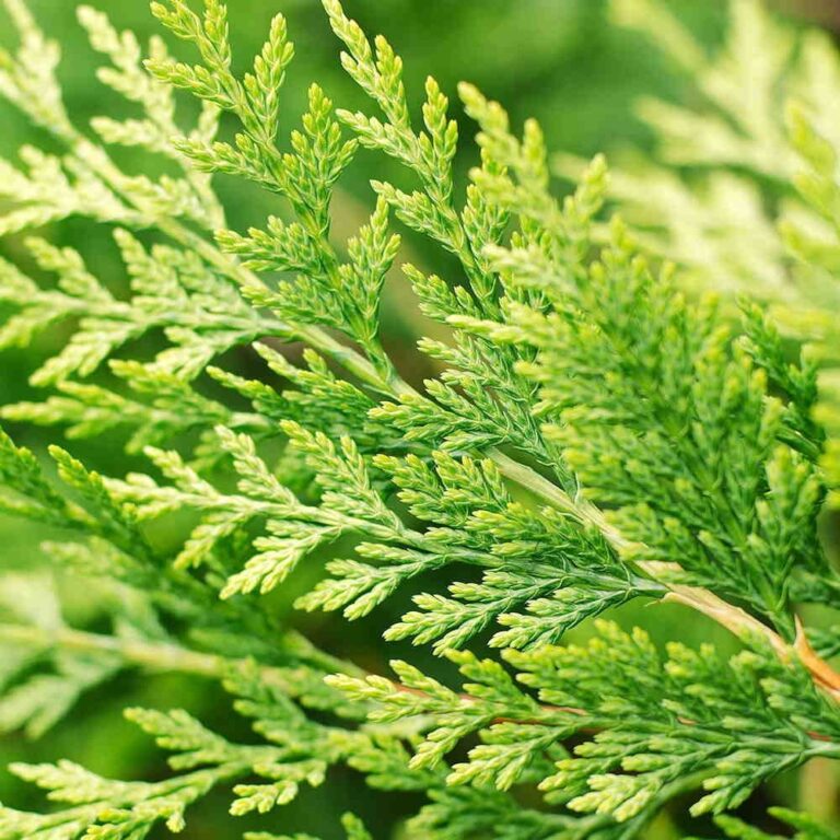 Cipresso Leylandii (Cupressocyparis leylandii) - Piante da siepe