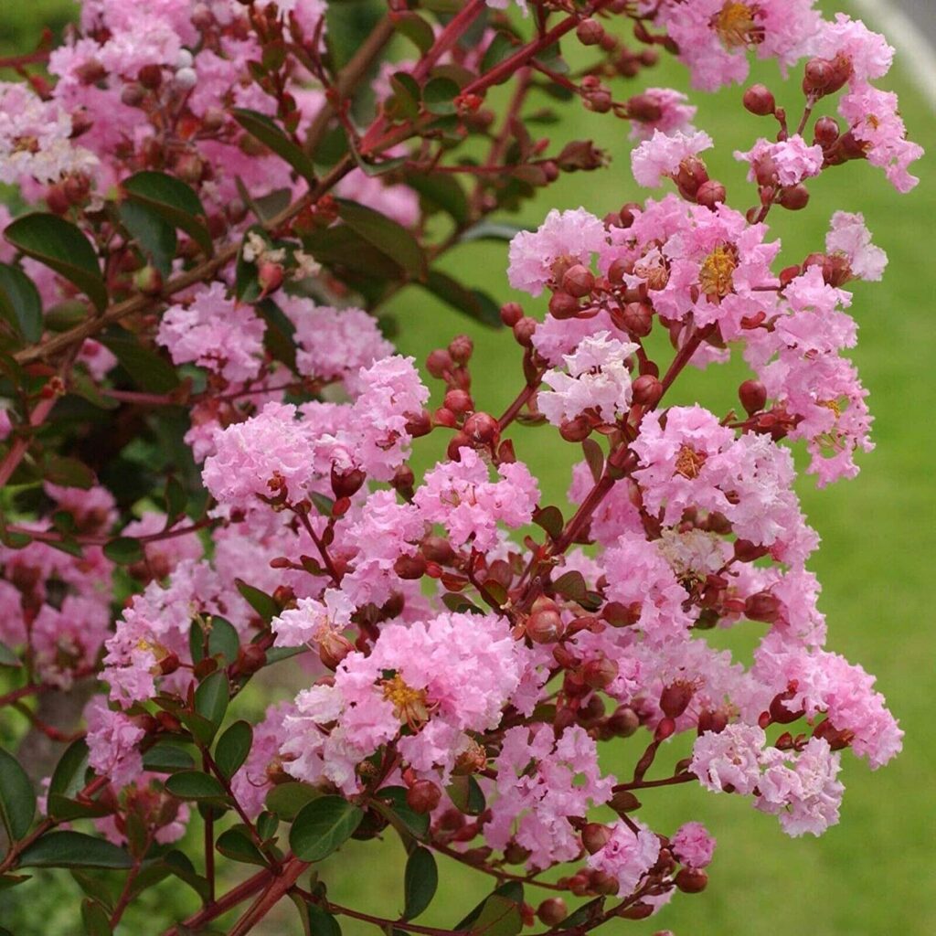 Lagerstroemia world's fair - Verde-Commerce