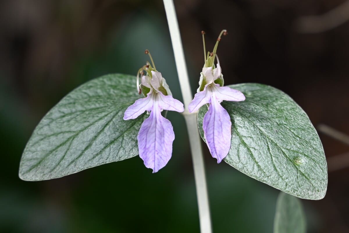 Teucrium fruticans (Female Camedrium) - The plant of King Teucer