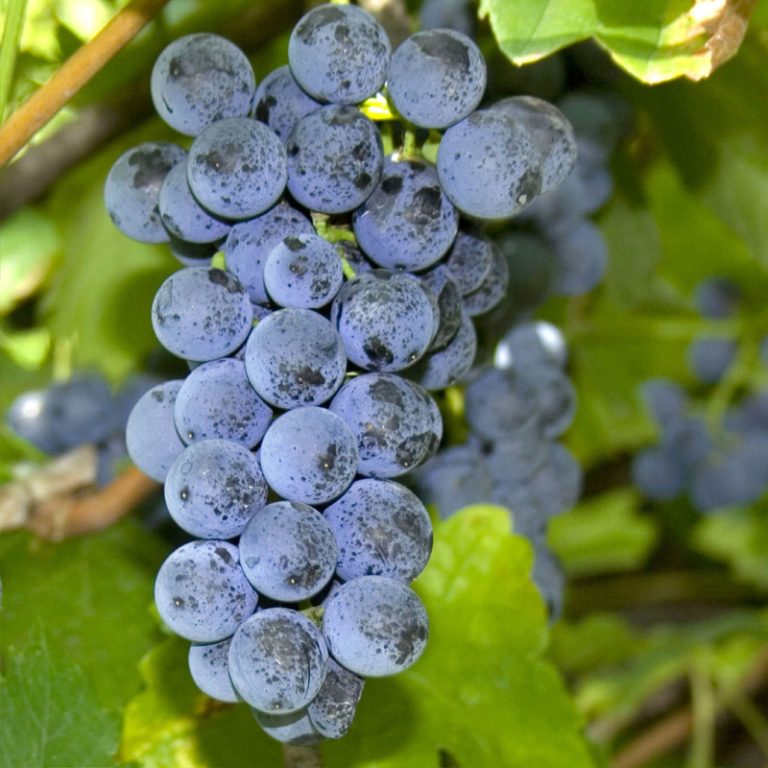 Strawberry Grape (American Grape) - Fruit Plants